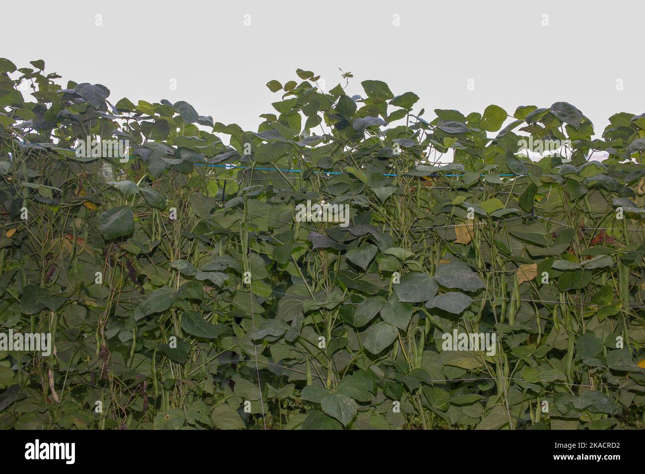 a plantation of organic beans in a valley Stock Photo - Alamy