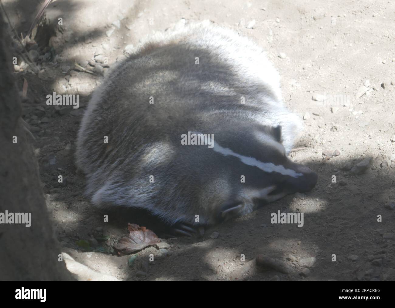Los Angeles, California, USA 27th October 2022 American Badger at Boo ...