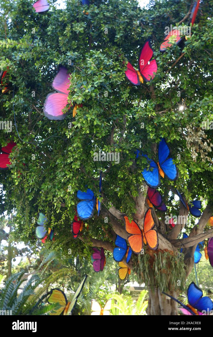 Photo of the king of butterflies hi-res stock photography and images ...