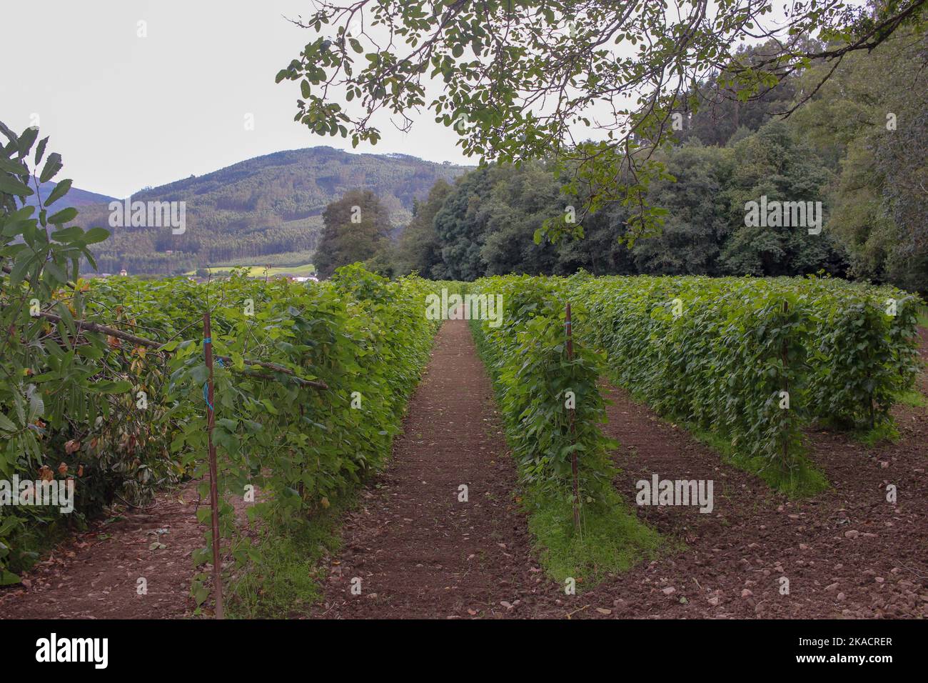 several rows of beans growing in a fertile valley Stock Photo - Alamy