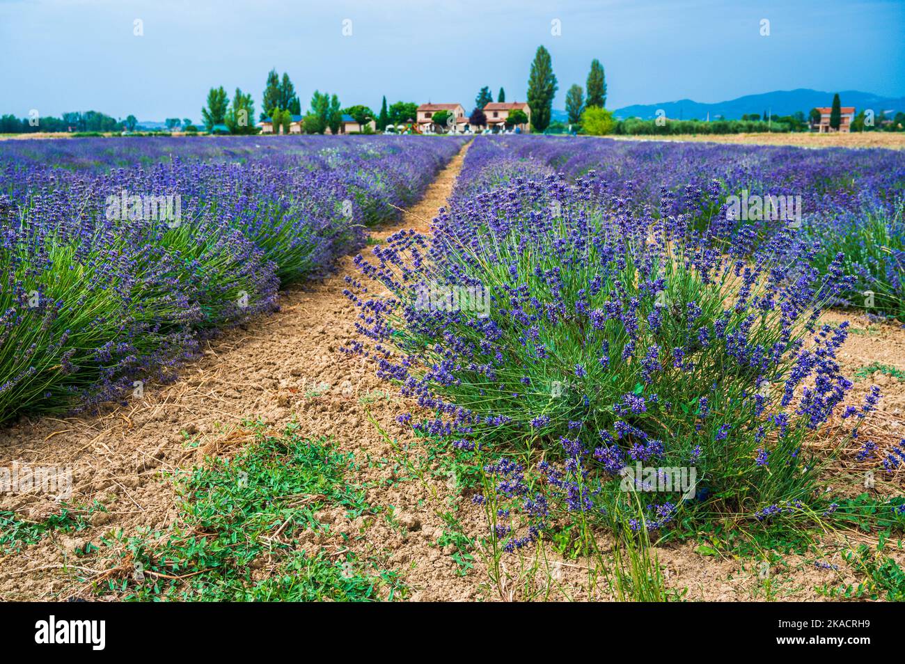 Cultivated fields and flowers on the slopes of Monte Subasio. Assisi ...