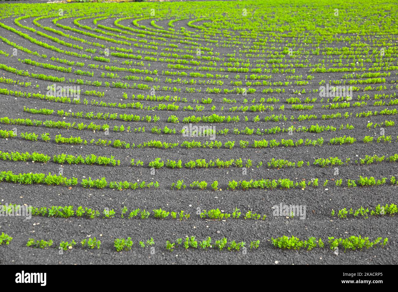 field with irrigation system on volcanic lapilli ground Stock Photo - Alamy