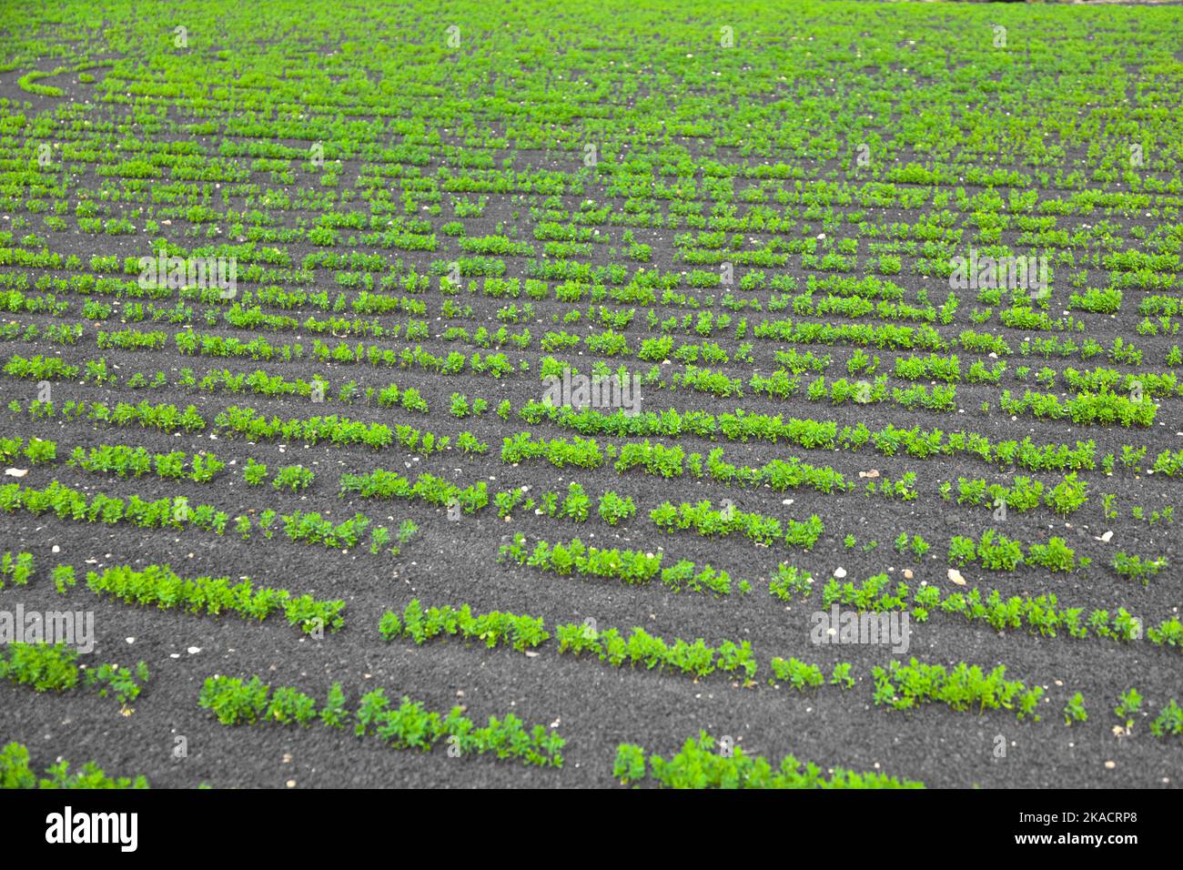 field with irrigation system on volcanic lapilli ground Stock Photo - Alamy