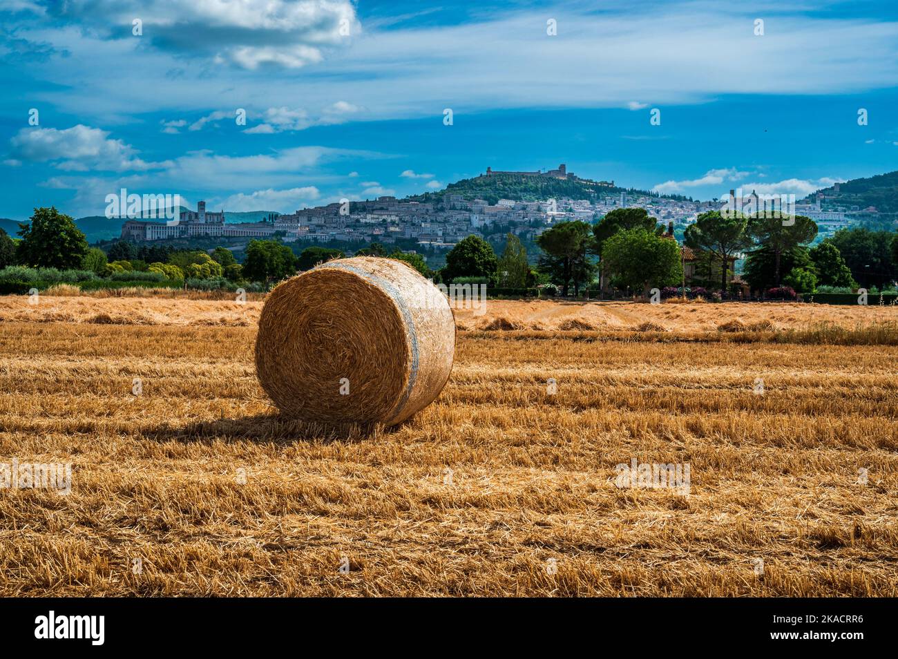Cultivated fields and flowers on the slopes of Monte Subasio. Assisi ...