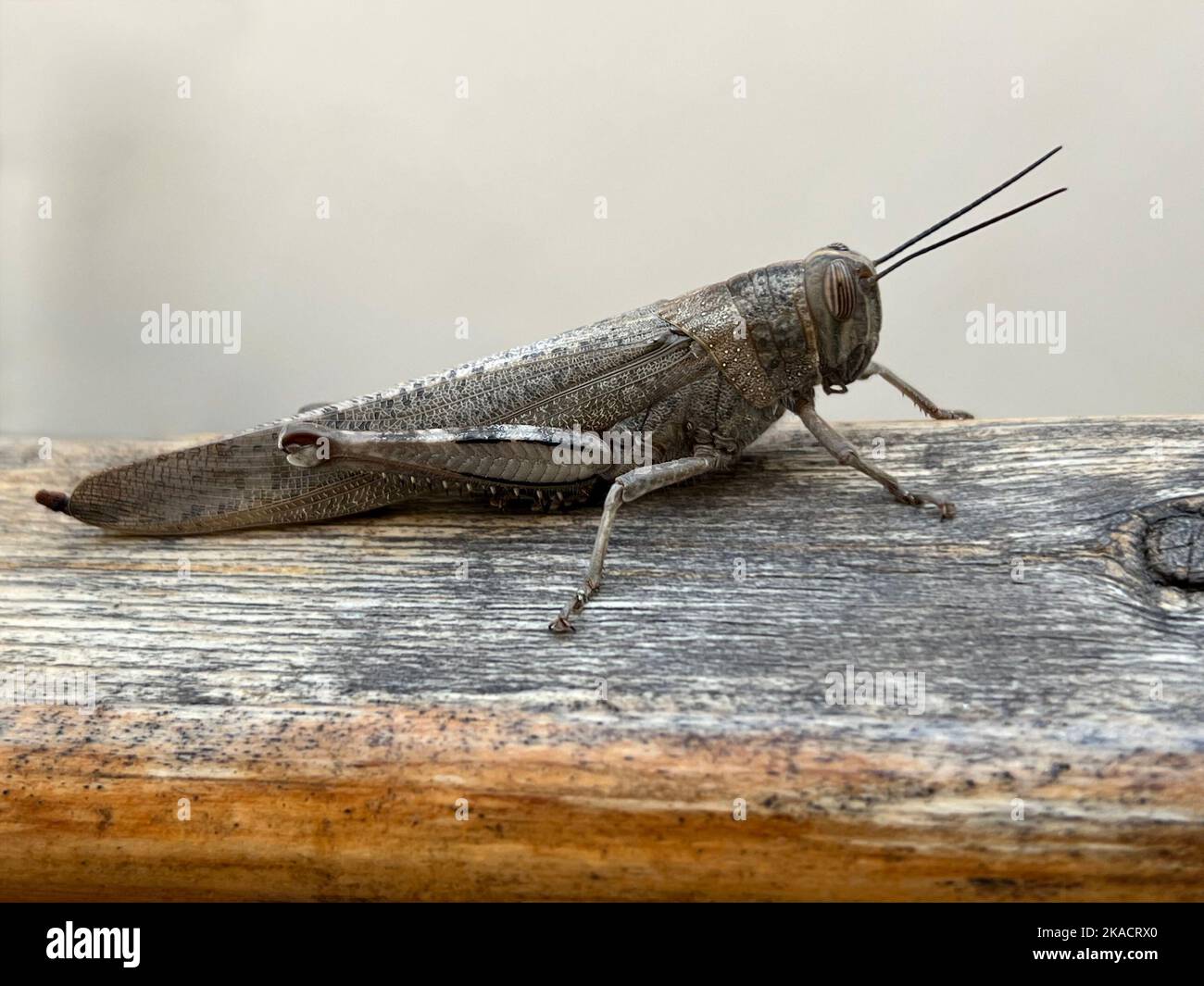 Locust close hi-res stock photography and images - Alamy