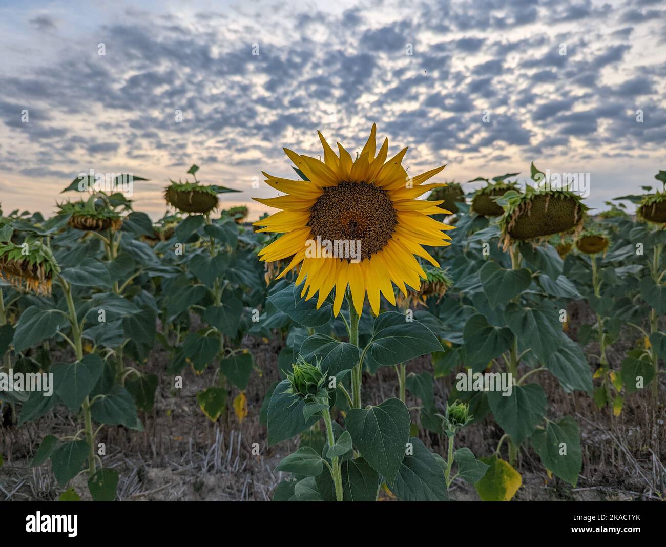 A sunflower standing tall against a mottled sky at the end of a ...