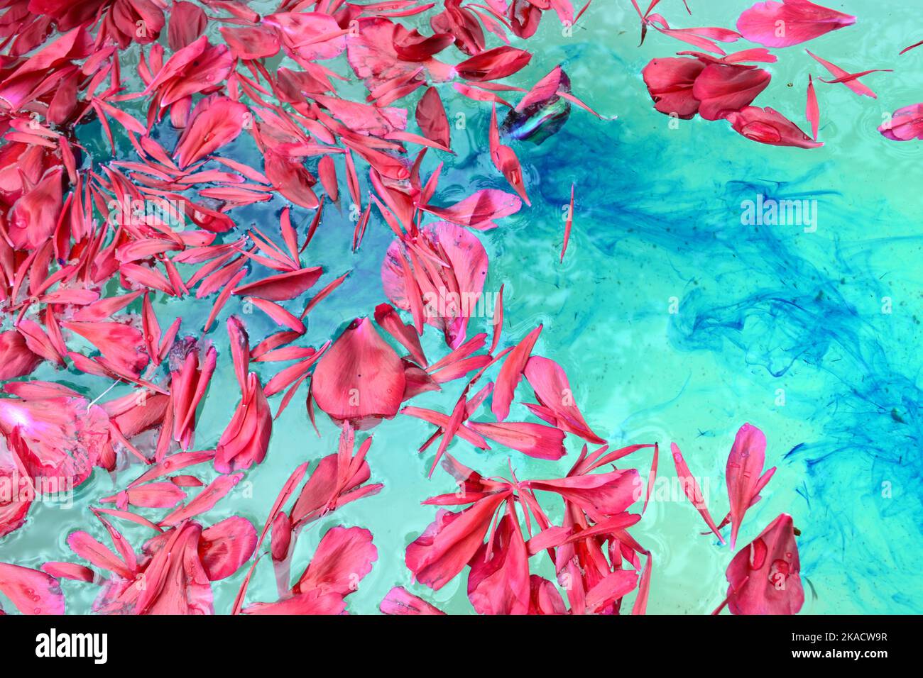 Pink petals of flowers floating on blue water surface . Top view Stock ...