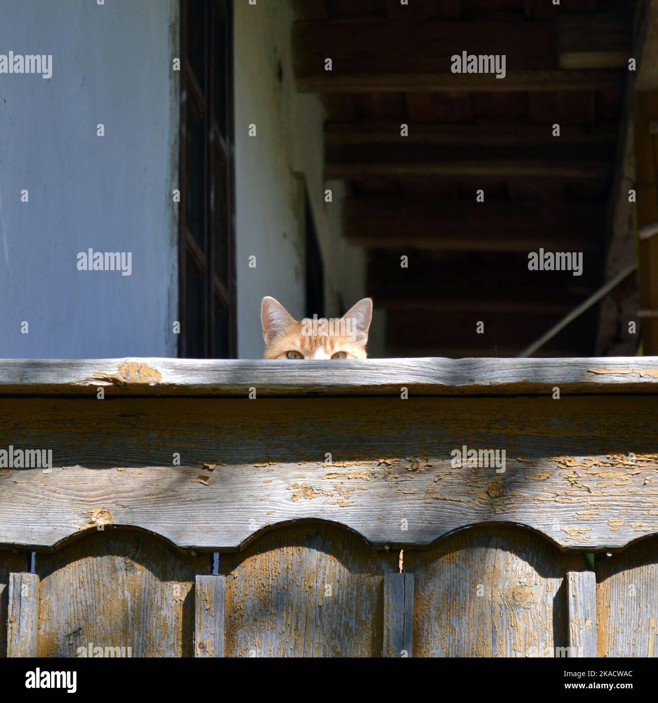 Scared ginger cat hides behind verandah Stock Photo - Alamy