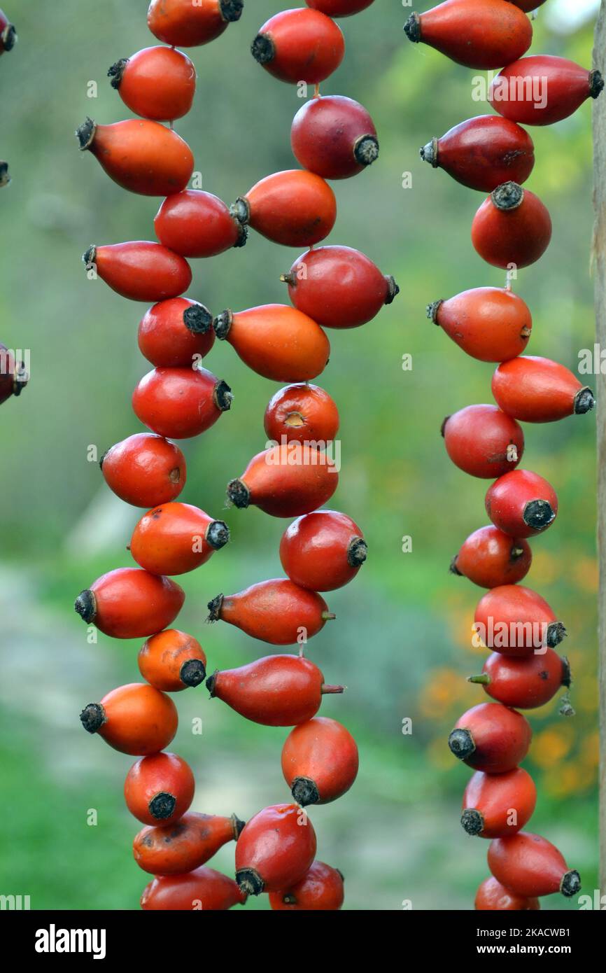 Rows of rose hips in a garden Stock Photo - Alamy