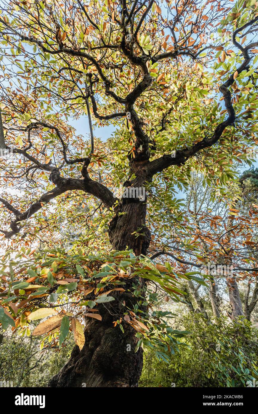 Chestnut oak tree hi-res stock photography and images - Alamy