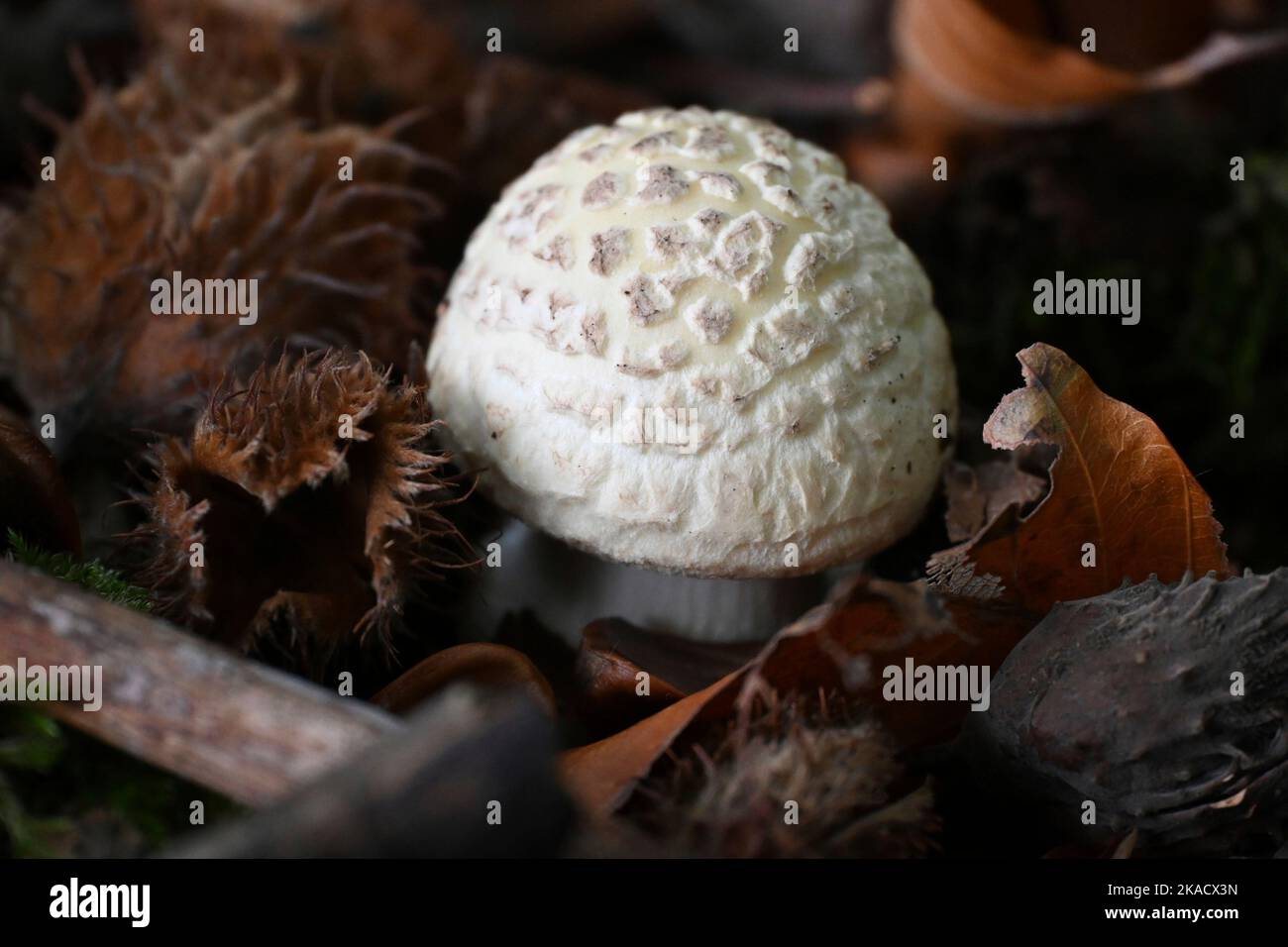 Deutschland. 01st Nov, 2022. Yellow tuber leaf mushroom in the forest ...