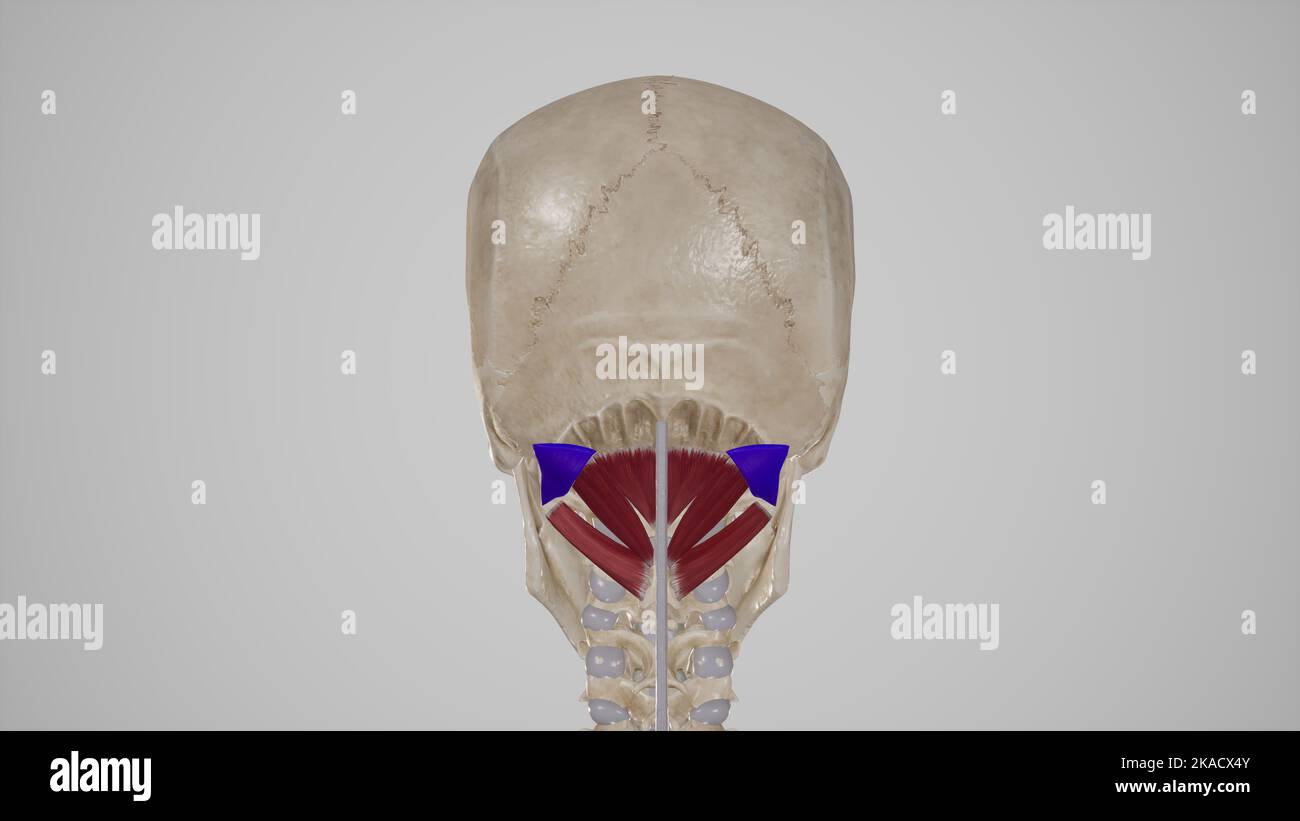 Semispinalis muscle hi-res stock photography and images - Alamy