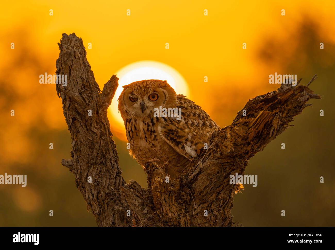 A winking owl. UAE: THESE STUNNING images capture the birds of the UAE ... A winking owl. UAE: THESE STUNNING images capture the birds of the UAE ...