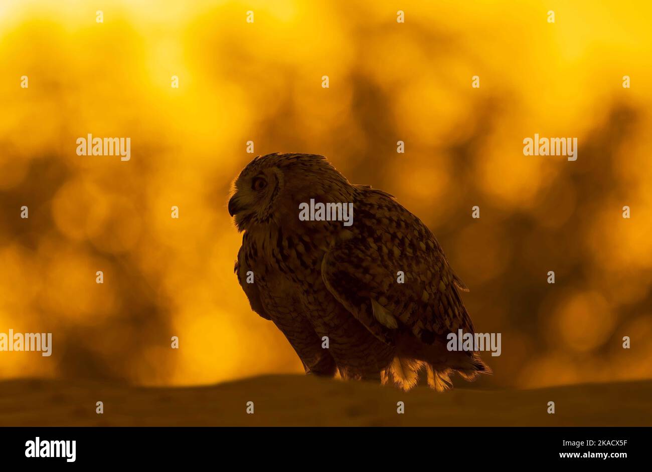 An owl in the sunlight. UAE: THESE STUNNING images capture the birds of ...
