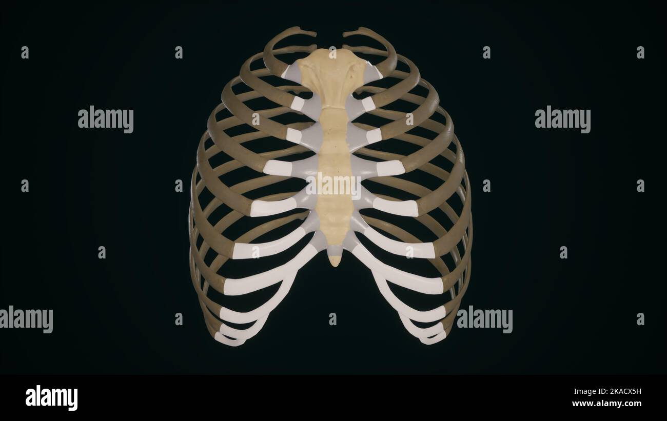 Primary cartilaginous joint hi-res stock photography and images - Alamy