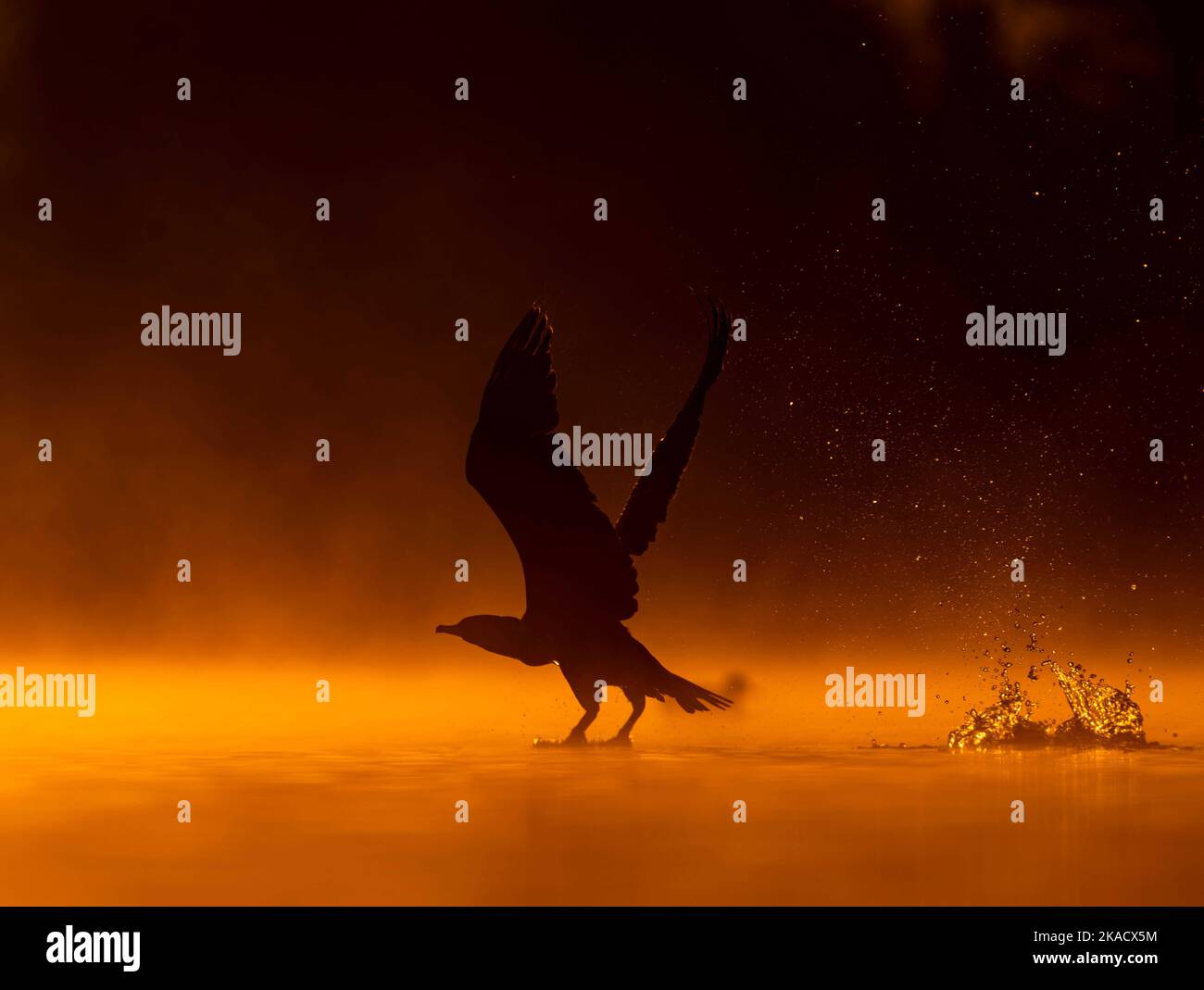 A bird taking off from the waters surface. UAE: THESE STUNNING images ...