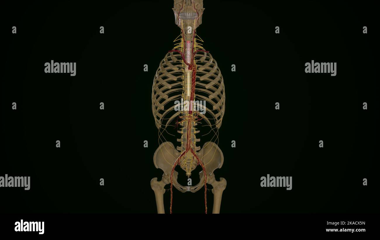 External carotid plexus hi-res stock photography and images - Alamy