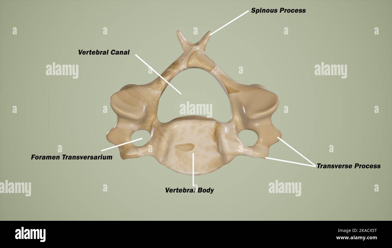 Typical Cervical Vertebrae Diagram Labeled Data Diagram Medis Images