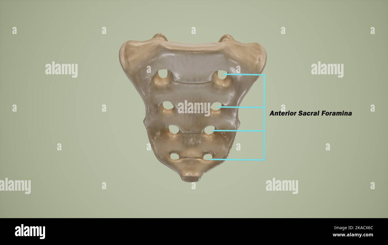 Anterior view of human sacrum showing the anterior sacral foramina ...