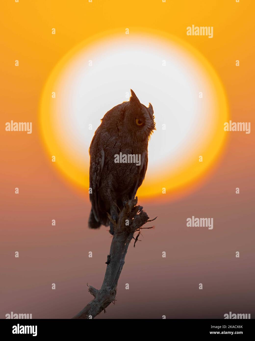 A graceful owl posing in front of the setting sun. UAE: THESE STUNNING ...