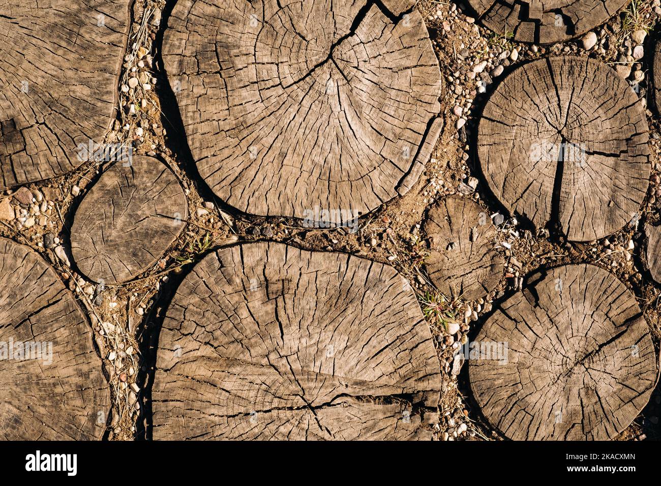 the old path is laid out of round wooden sections. Background of wooden ...