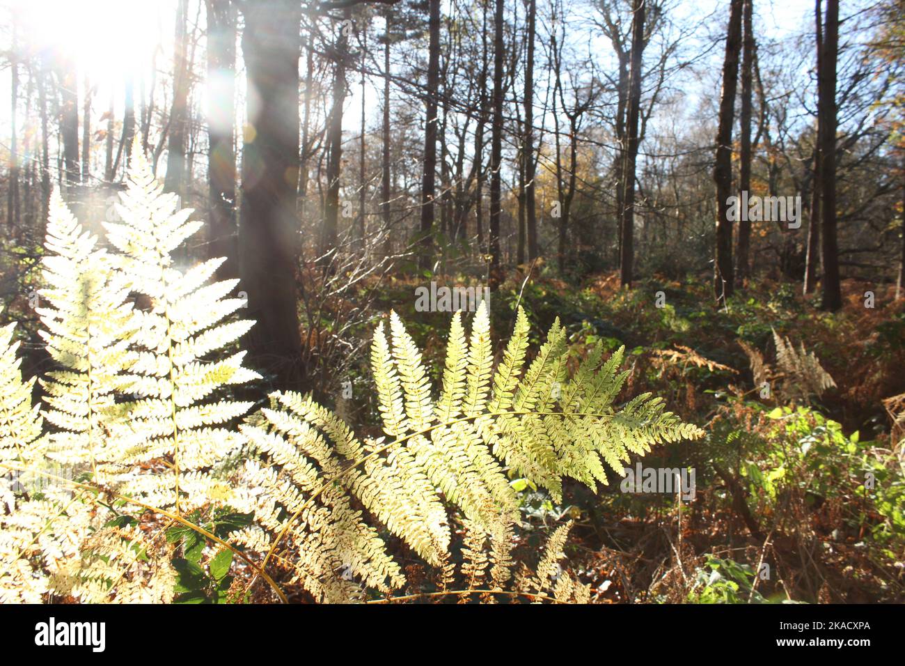 Winter sun streaming through the trees onto the woodland floor ...