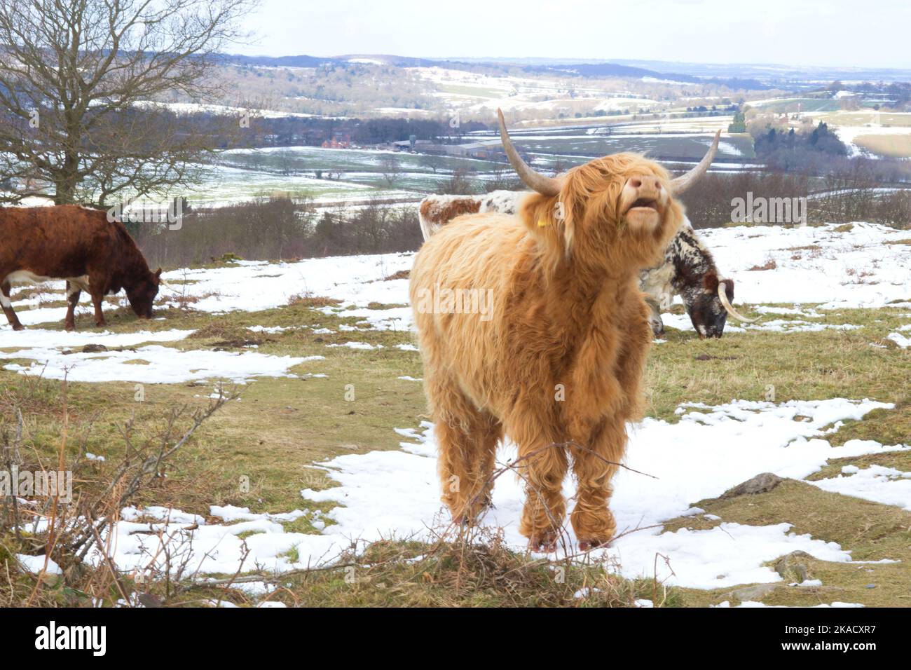 Mooing hi-res stock photography and images - Alamy