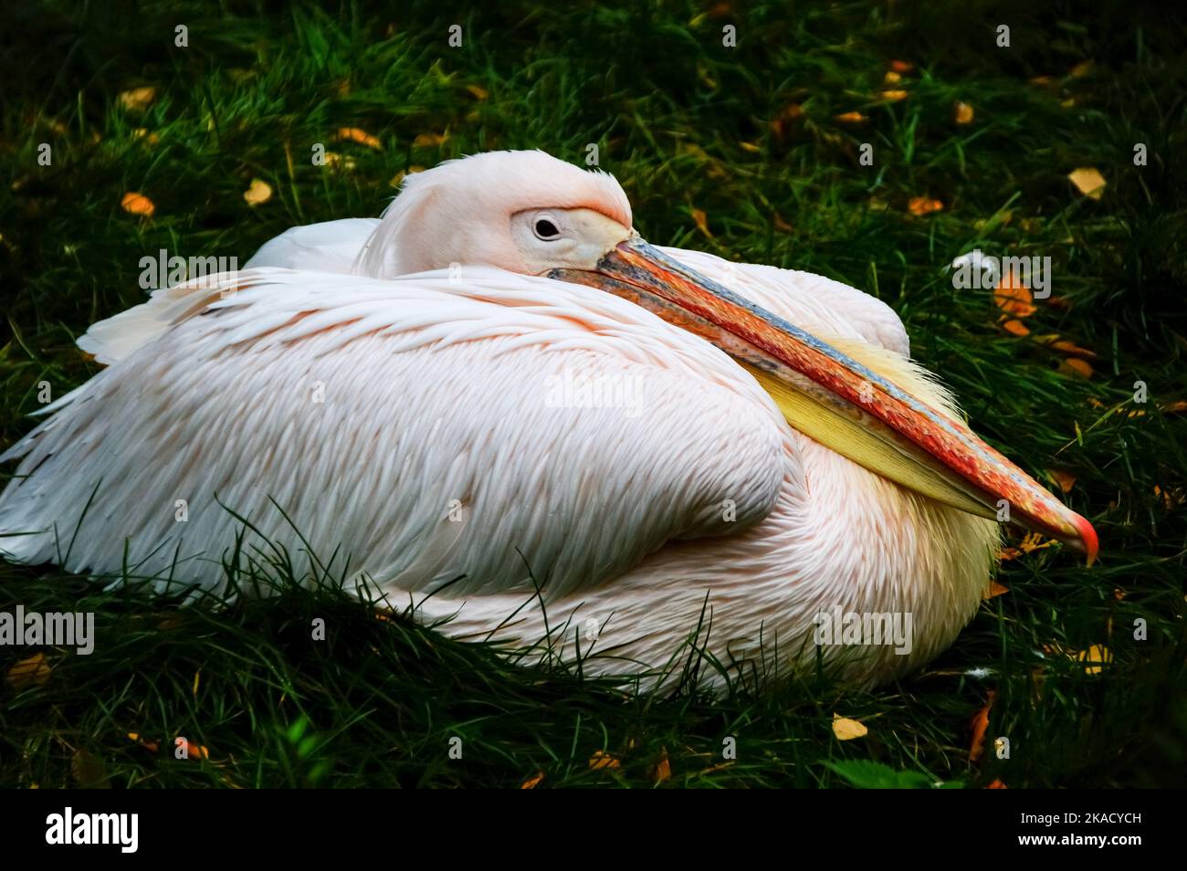 Sleeping pelican hi-res stock photography and images - Alamy