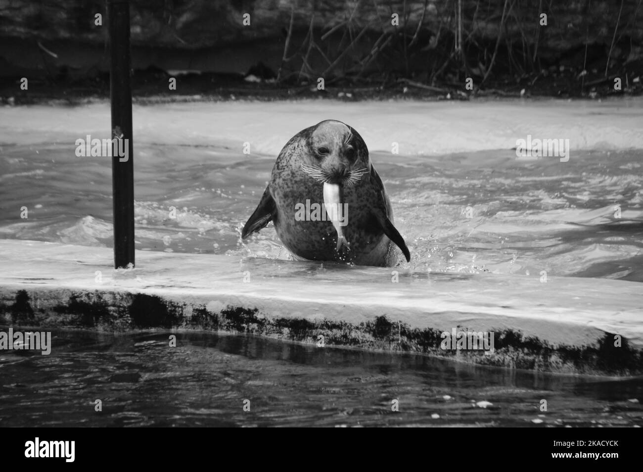 Black water seal hi-res stock photography and images - Alamy