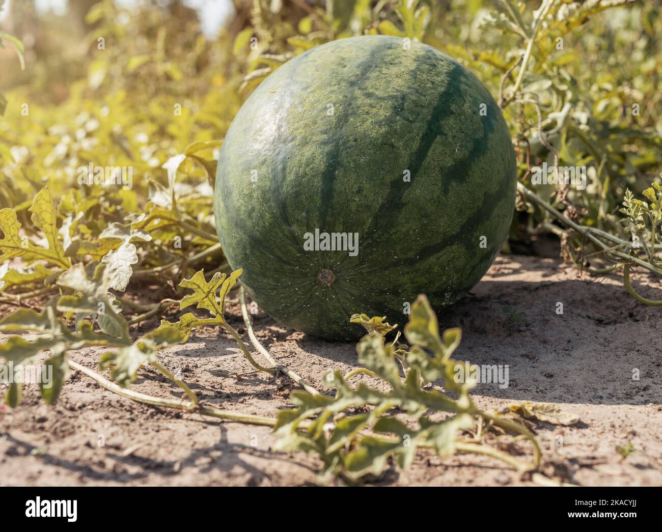 Green watermelon fruit growing in field, garden Stock Photo - Alamy