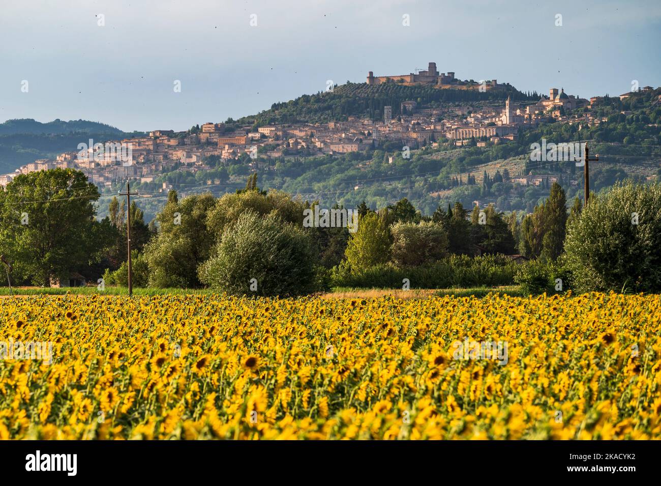 Cultivated fields and flowers on the slopes of Monte Subasio. Assisi ...