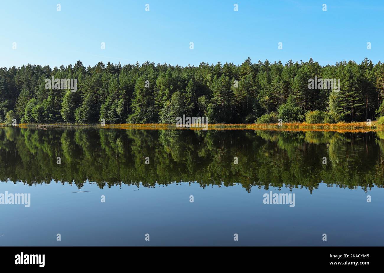 Summer symmetry and harmony landscape with green woods, its reflection ...