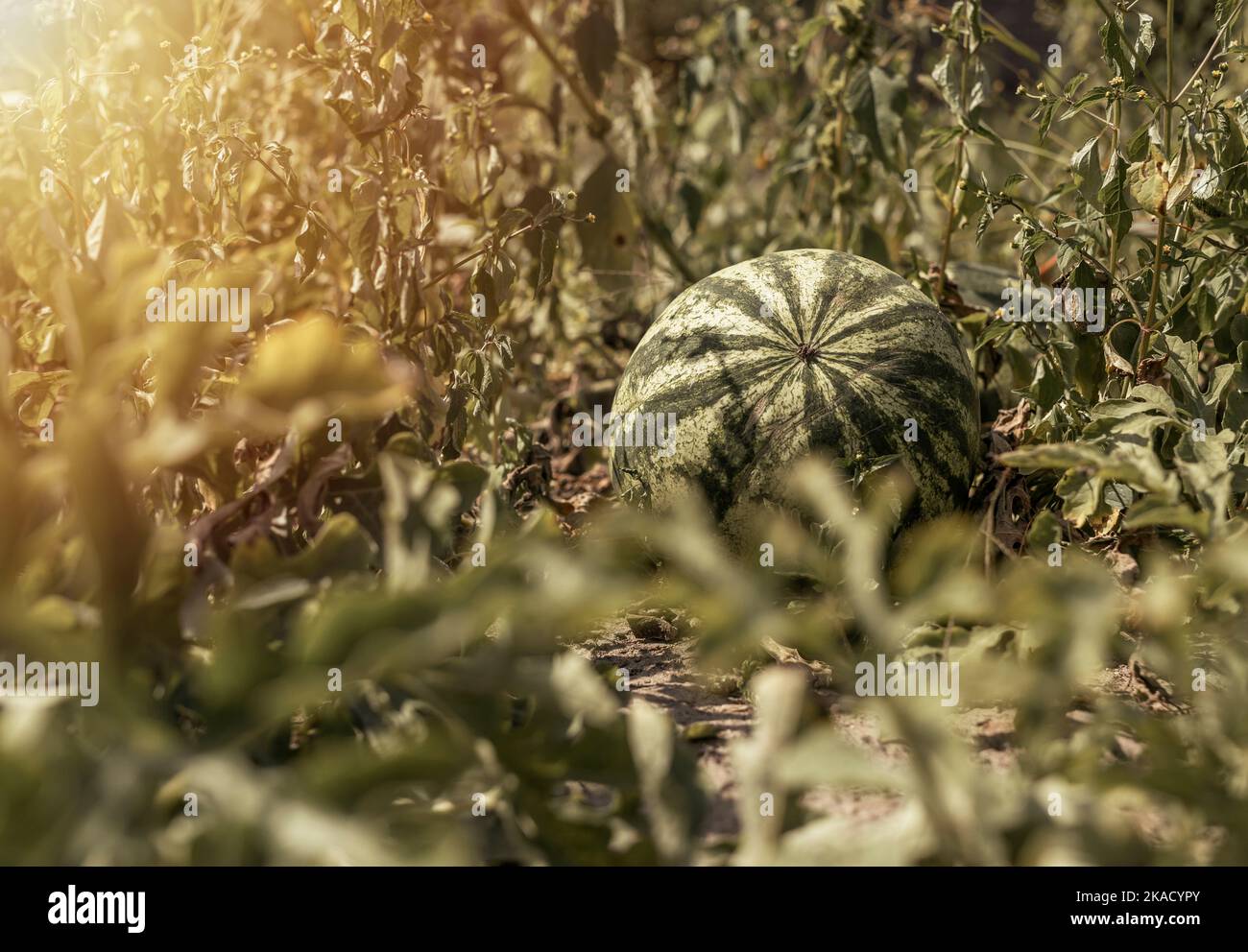 Watermelon fruit on green summer field. Big water melon growth Stock ...