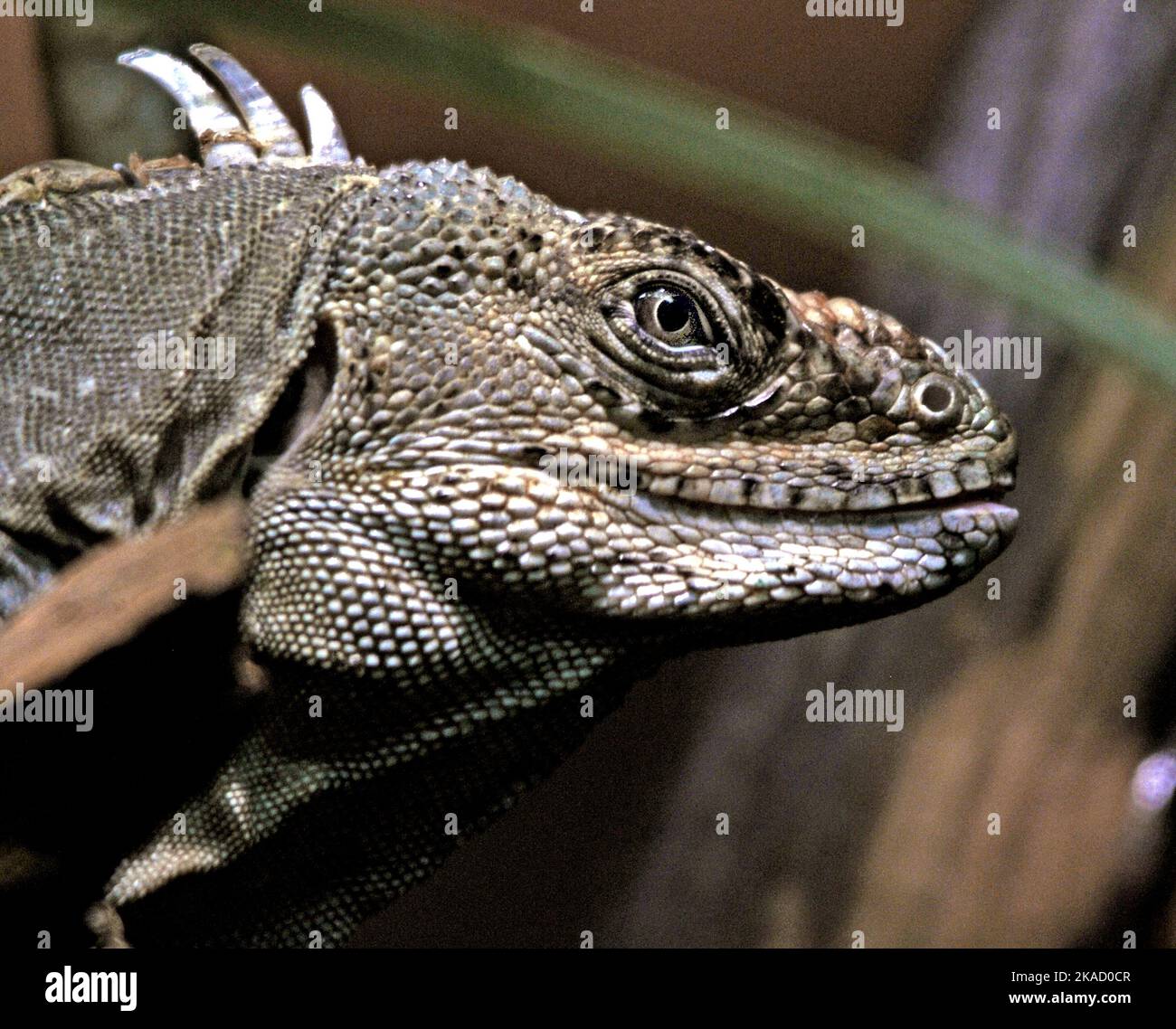 GREEN IGUANA , TROPICAL HOUSE, MARWELL ZOO NEAR WINCHESTER, HANTS. PIC ...