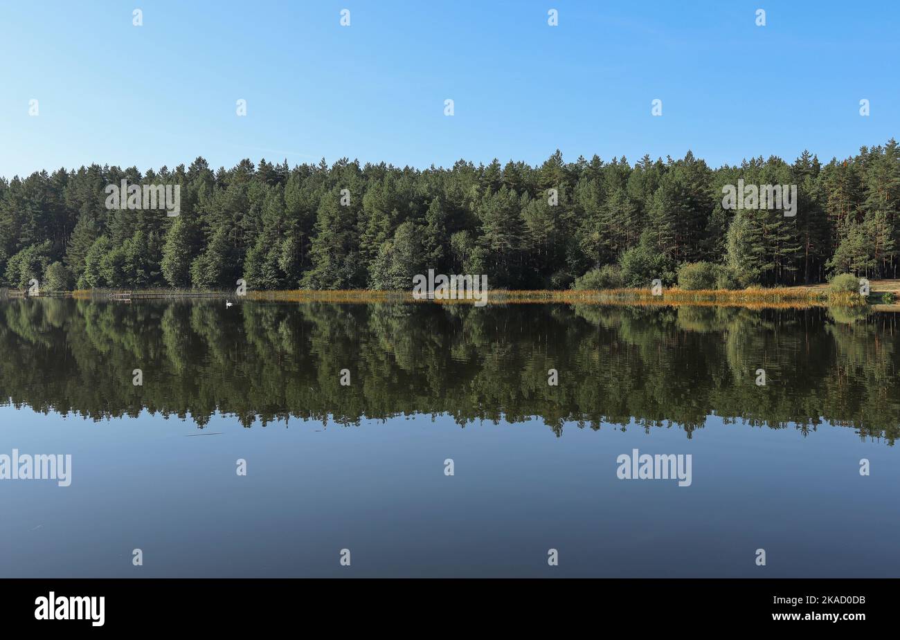 Summer serene symmetry and harmony landscape with green forest, woods ...