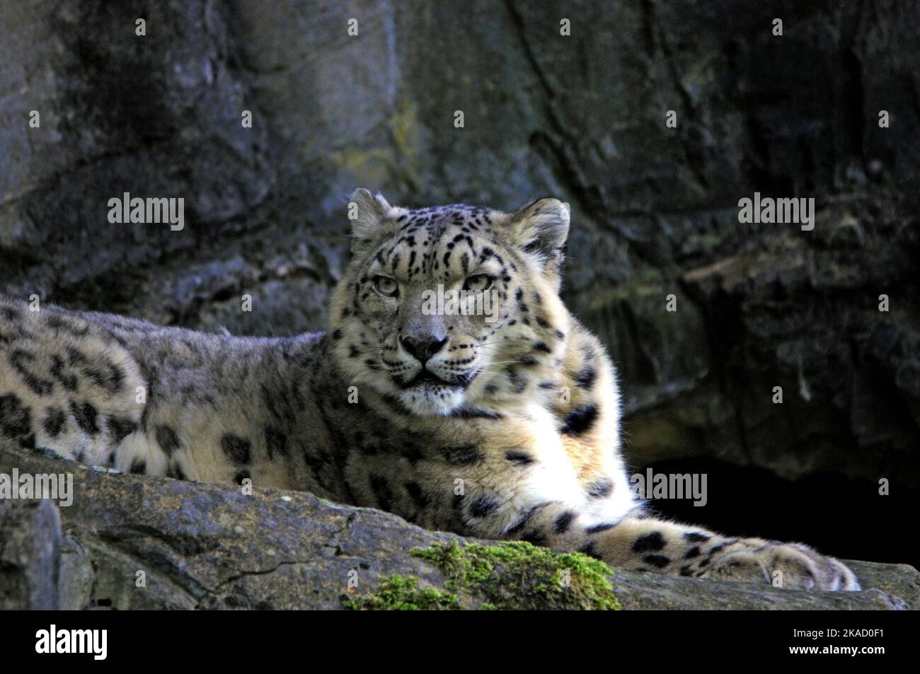 SNOW LEOPARD, OUNCE,.MARWELL ZOO, NEAR WINCHESTER, HANTS. PIC MIKE ...