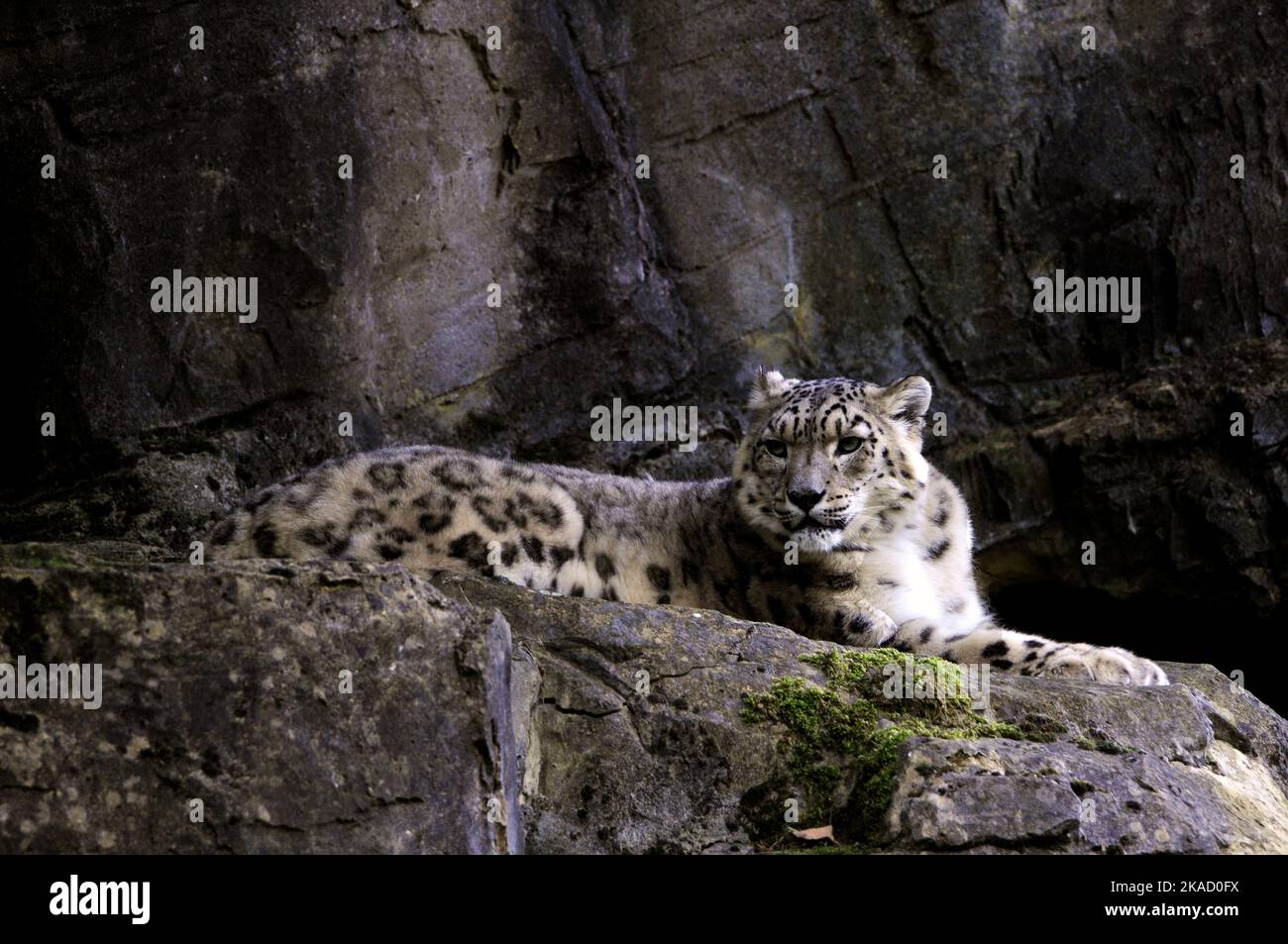 SNOW LEOPARD, OUNCE,.MARWELL ZOO, NEAR WINCHESTER, HANTS. PIC MIKE ...