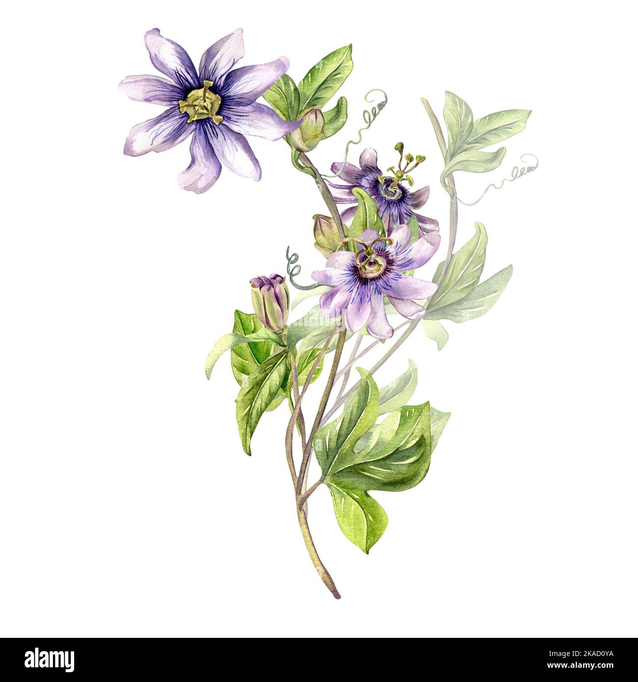 Passion flower plant watercolor illustration isolated on white. Blue ...