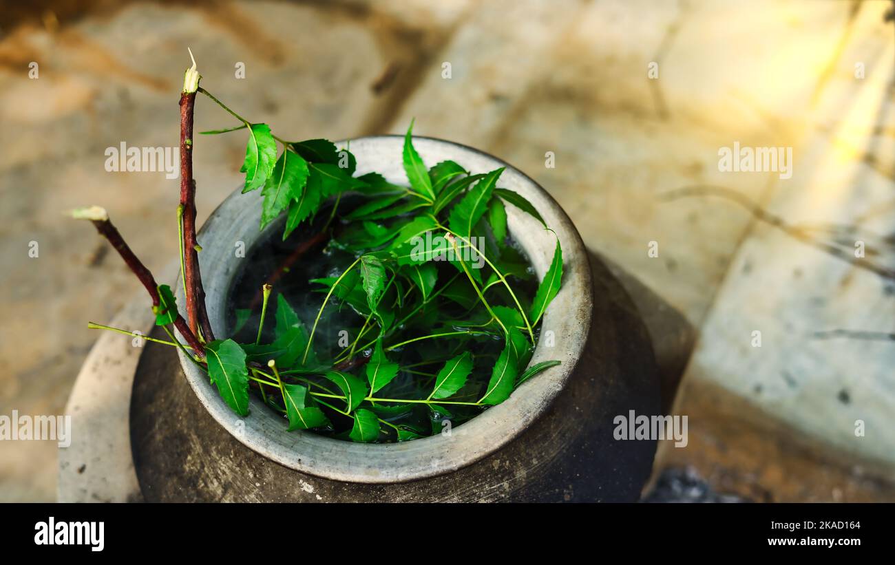 Green Neem leaves known as Azadirachta indica boiled in water on chulha ...