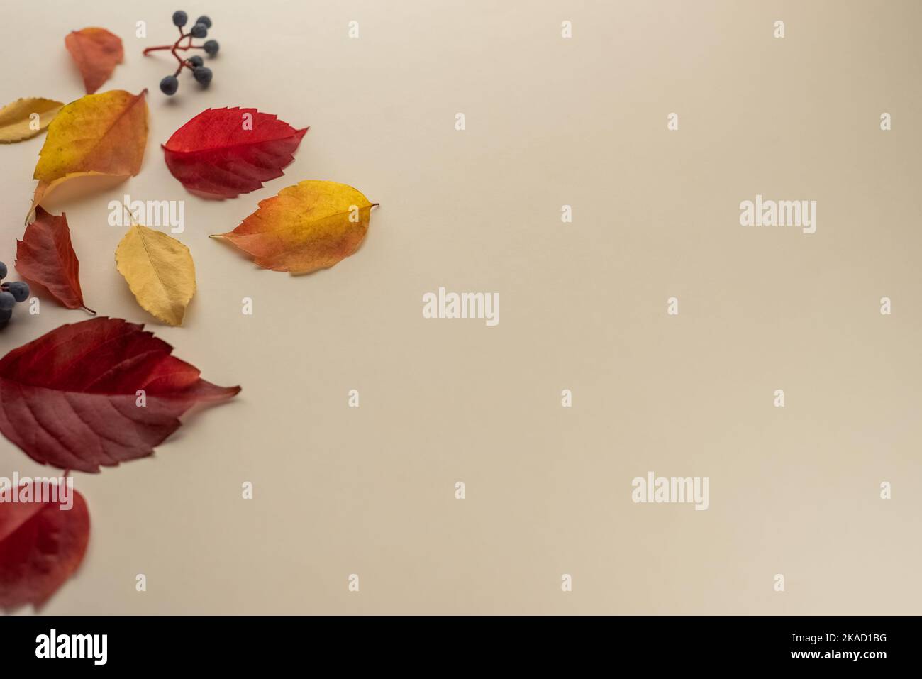 Autumn seasonal background with falling autumn leaves. Top view and ...