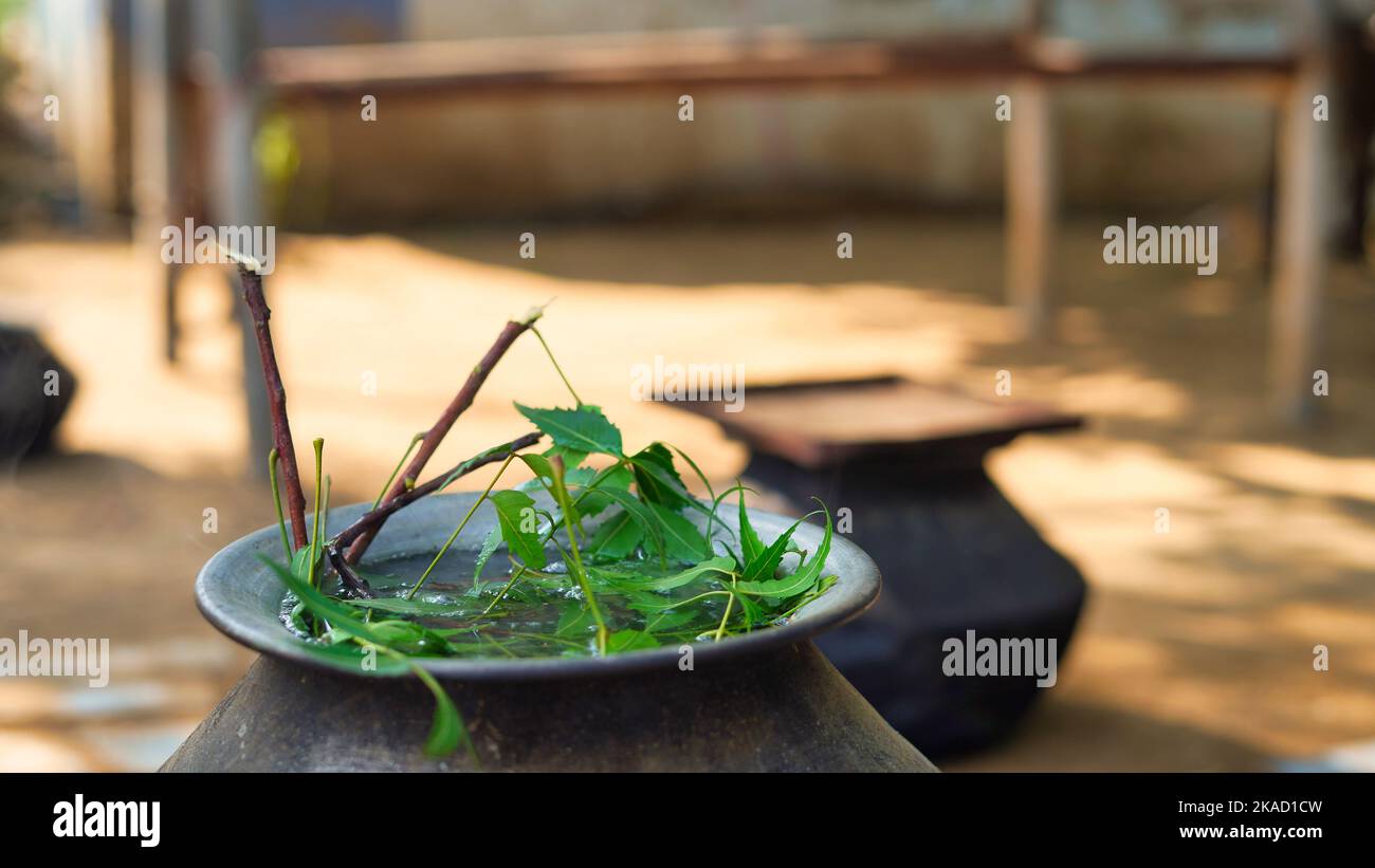 Green Neem leaves known as Azadirachta indica boiled in water on chulha ...