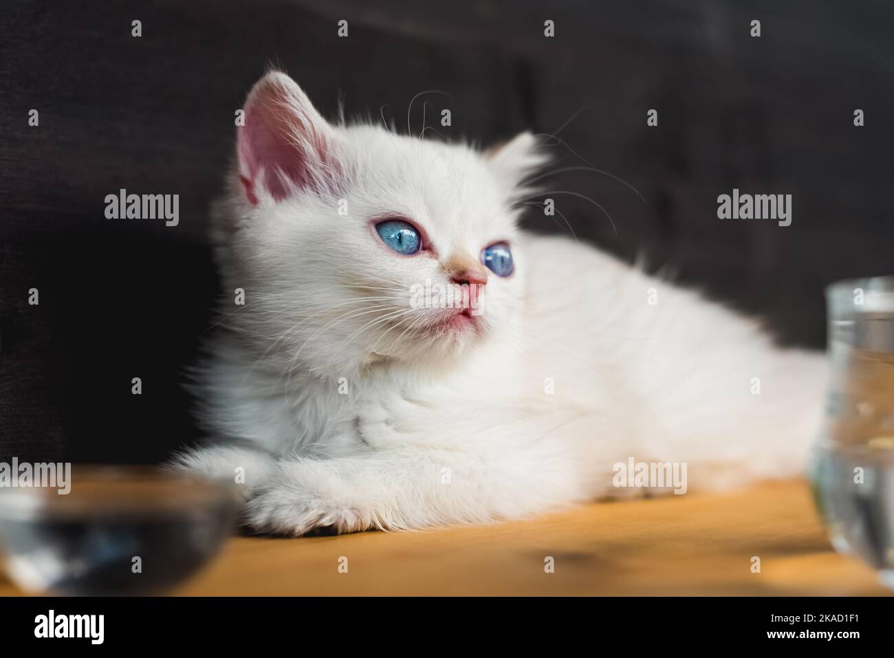 Blue white british shorthair hi-res stock photography and images - Alamy