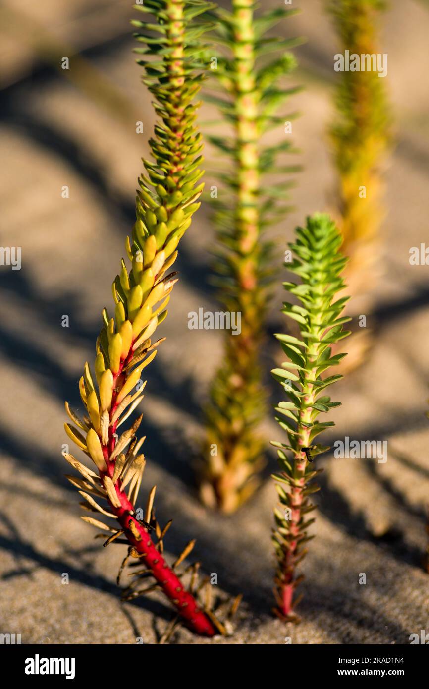 Euphorbia Paralias plant growing in the sand on the beach Stock Photo ...
