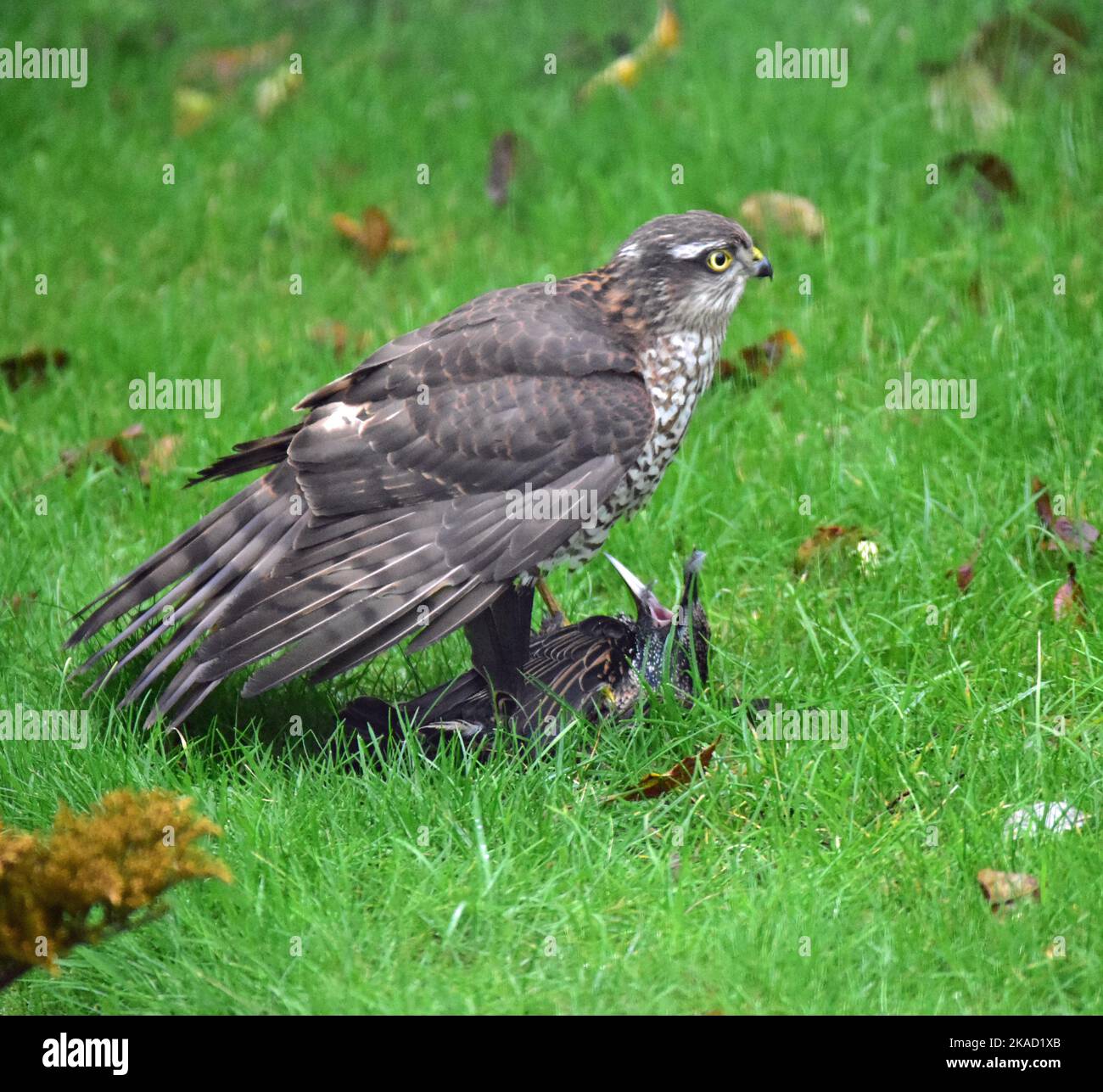 Young female sparrow hawk, with captured starling in garden Stock Photo ...