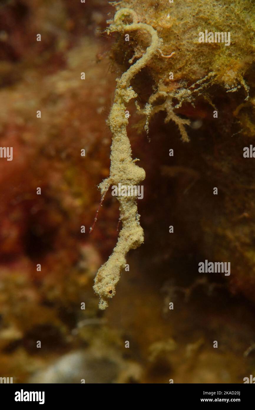 Kyonemichthys rumengani, Zwerg-Seenadel, Rumengans-Zwergseenadel ...