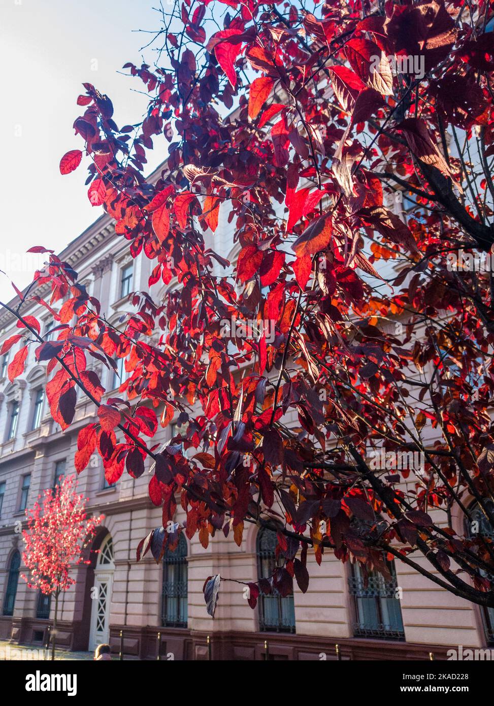 Beautiful autumn tree with red leaves on the background of the city ...