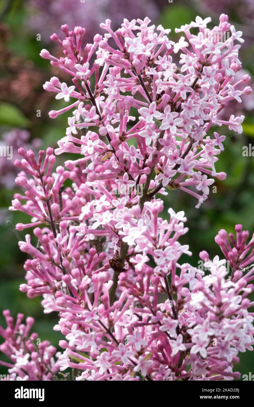 Preston Lilac, Syringa x prestoniae, Pink, Lilac, Blooming Stock Photo ...