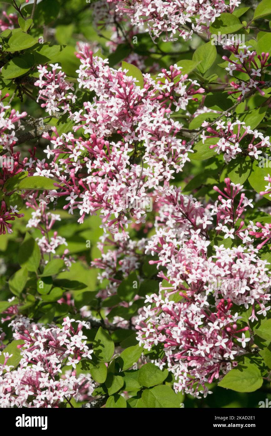Blooming, Syringa pubescens, Dwarf lilac, Syringa microphylla, "Superba ...