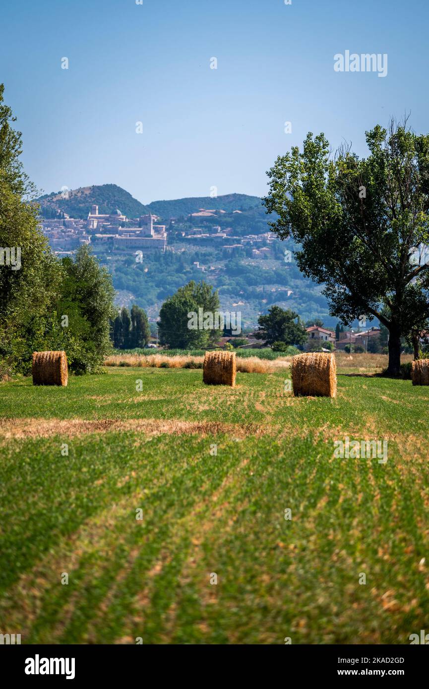 Cultivated fields and flowers on the slopes of Monte Subasio. Assisi ...