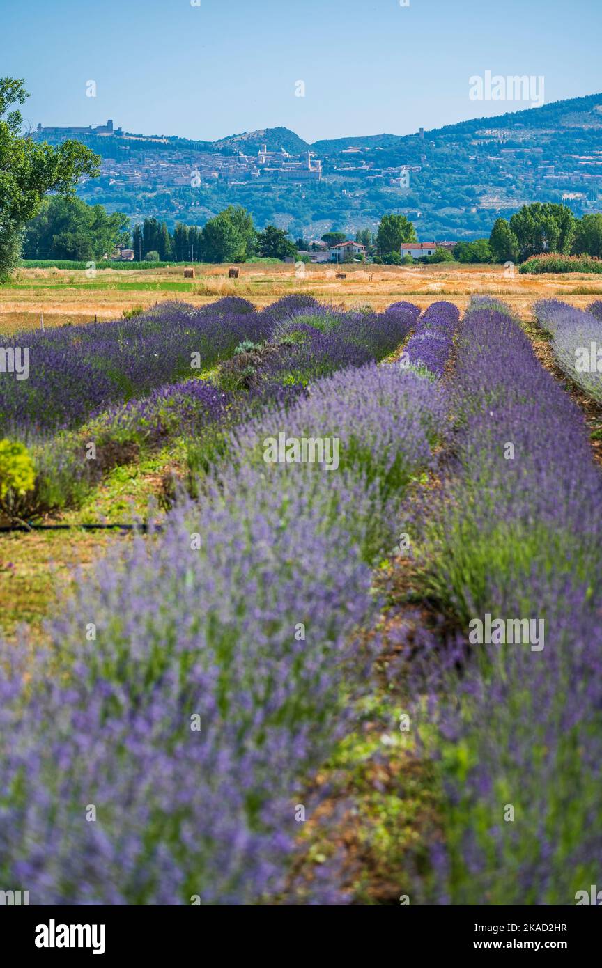 Cultivated fields and flowers on the slopes of Monte Subasio. Assisi ...